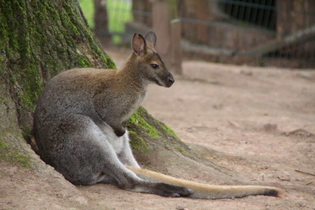 Start - Förderverein Tierpark Gera